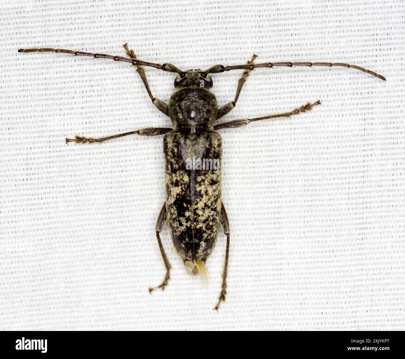 Robust Oak Borer (Enaphalodes atomarius) Insecta Stock Photo - Alamy