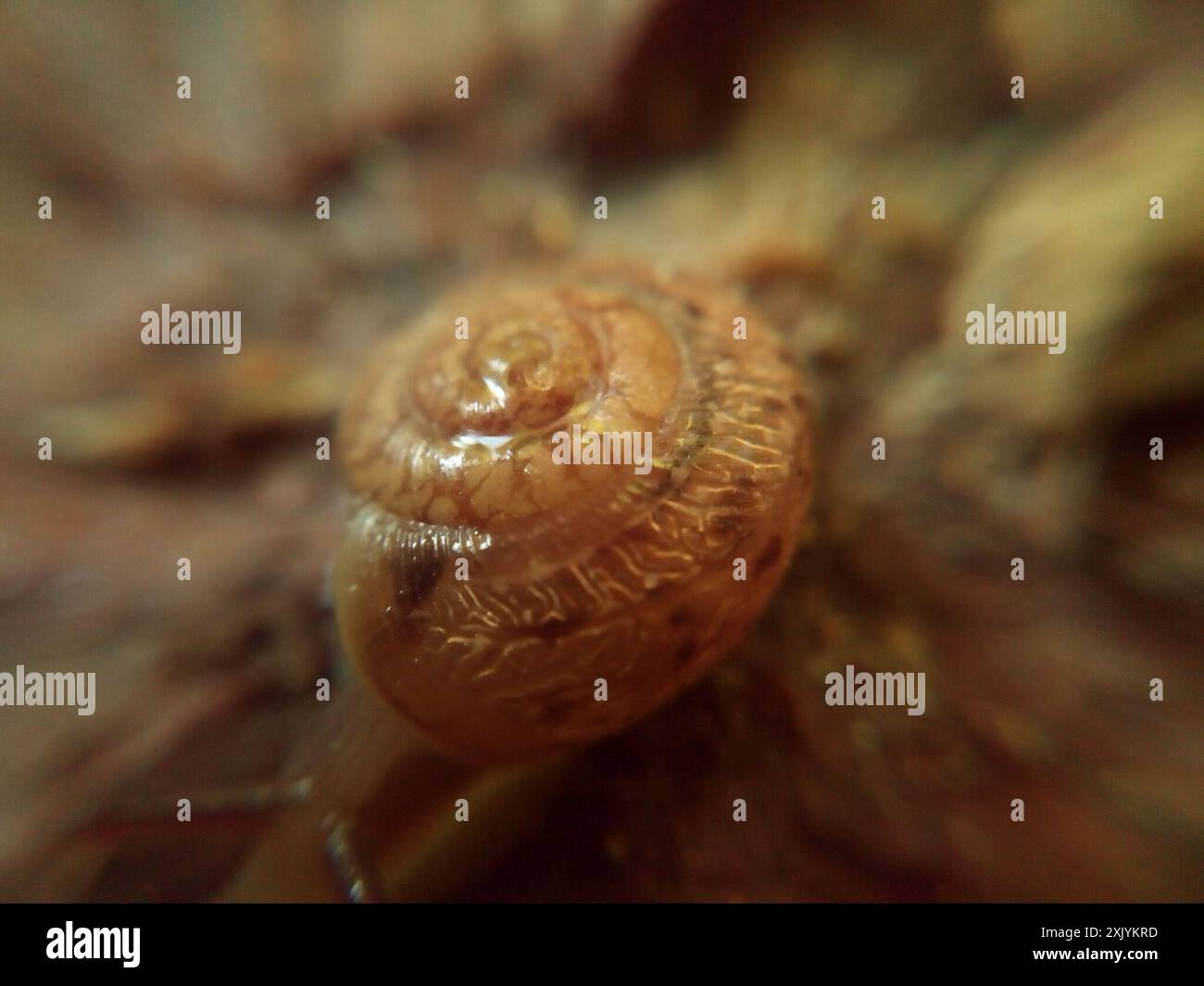 Common Land Snails and Slugs (Stylommatophora) Mollusca Stock Photo - Alamy