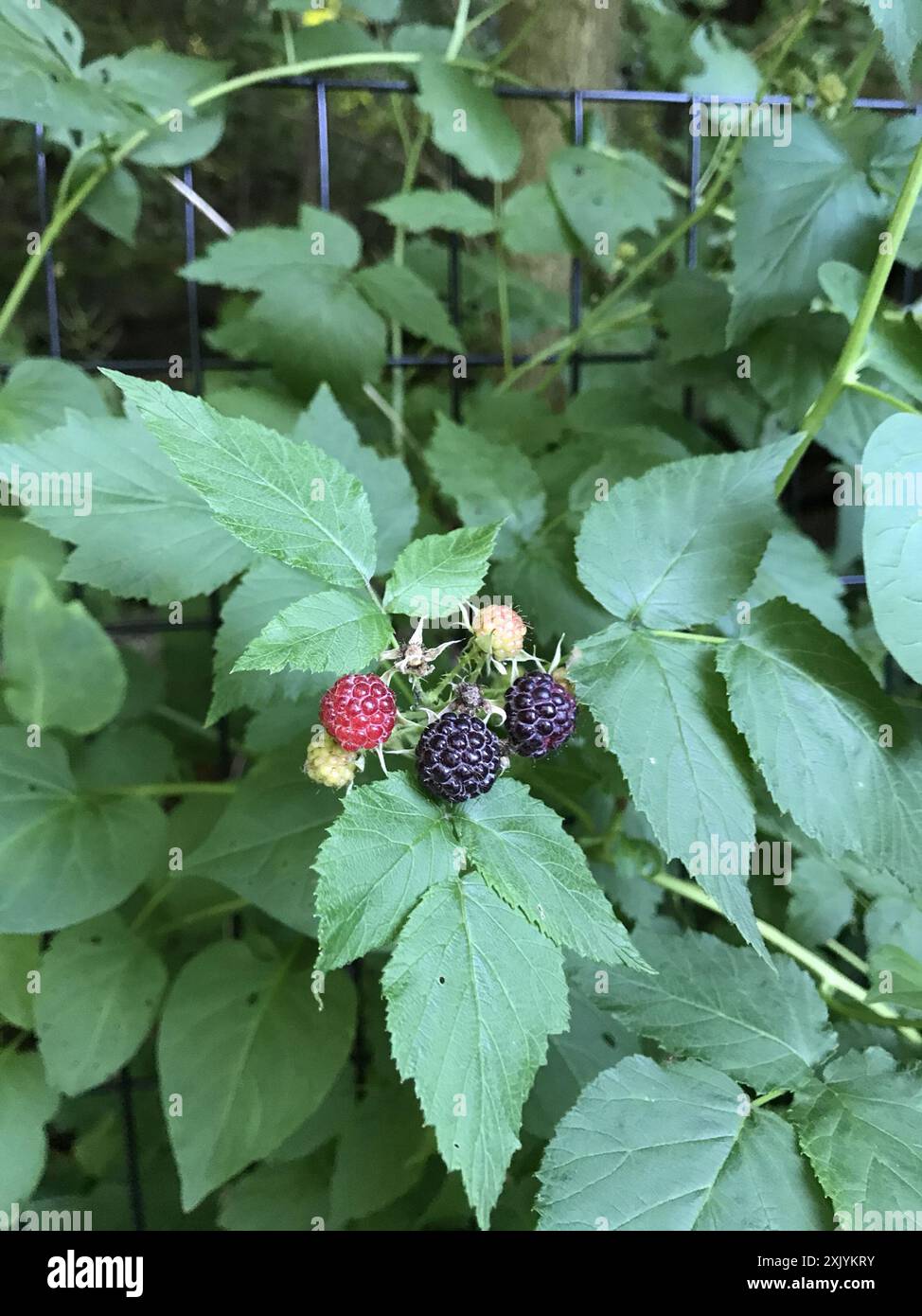 black raspberry (Rubus occidentalis) Plantae Stock Photo - Alamy