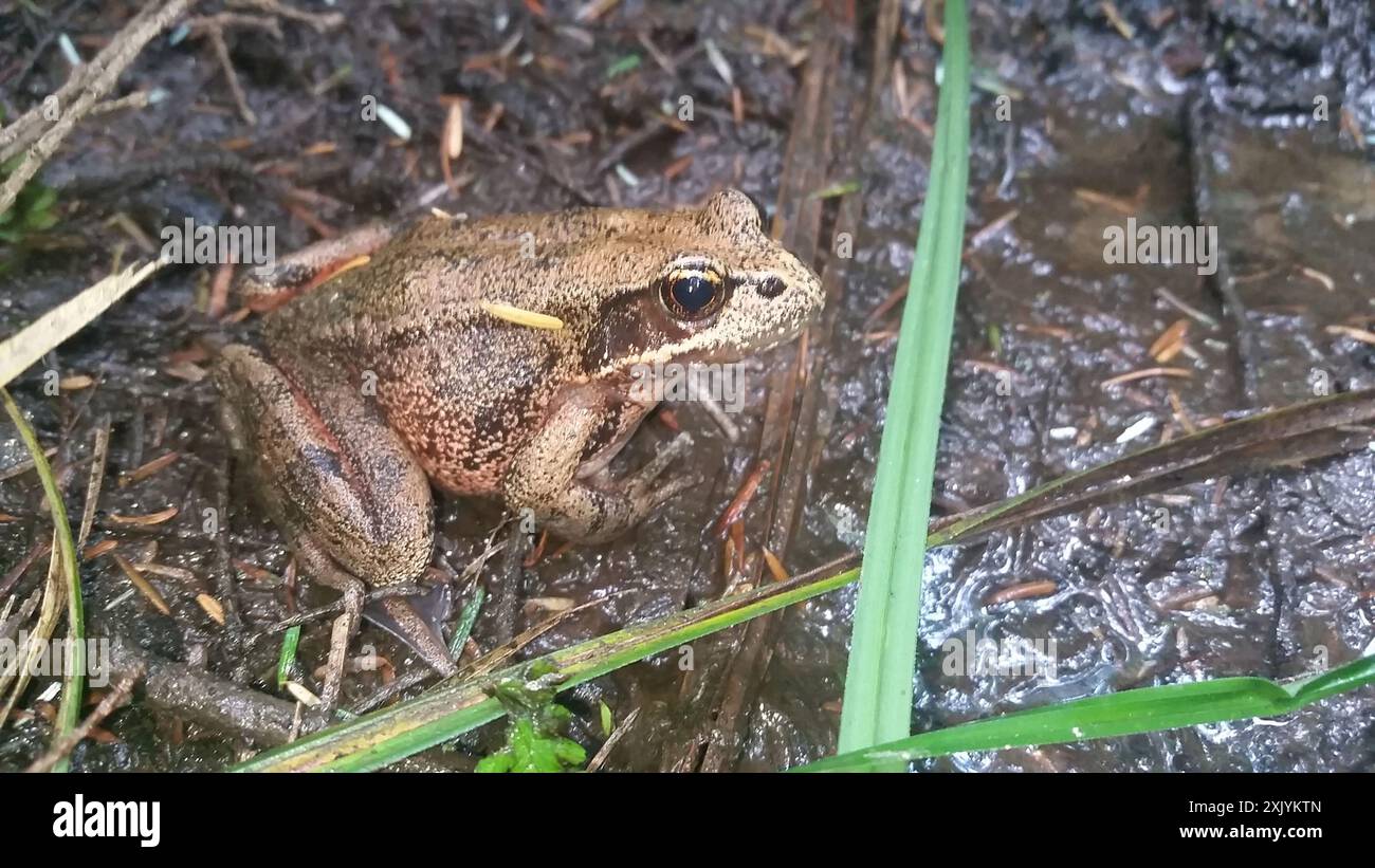 Northern Red-legged Frog (Rana aurora) Amphibia Stock Photo - Alamy