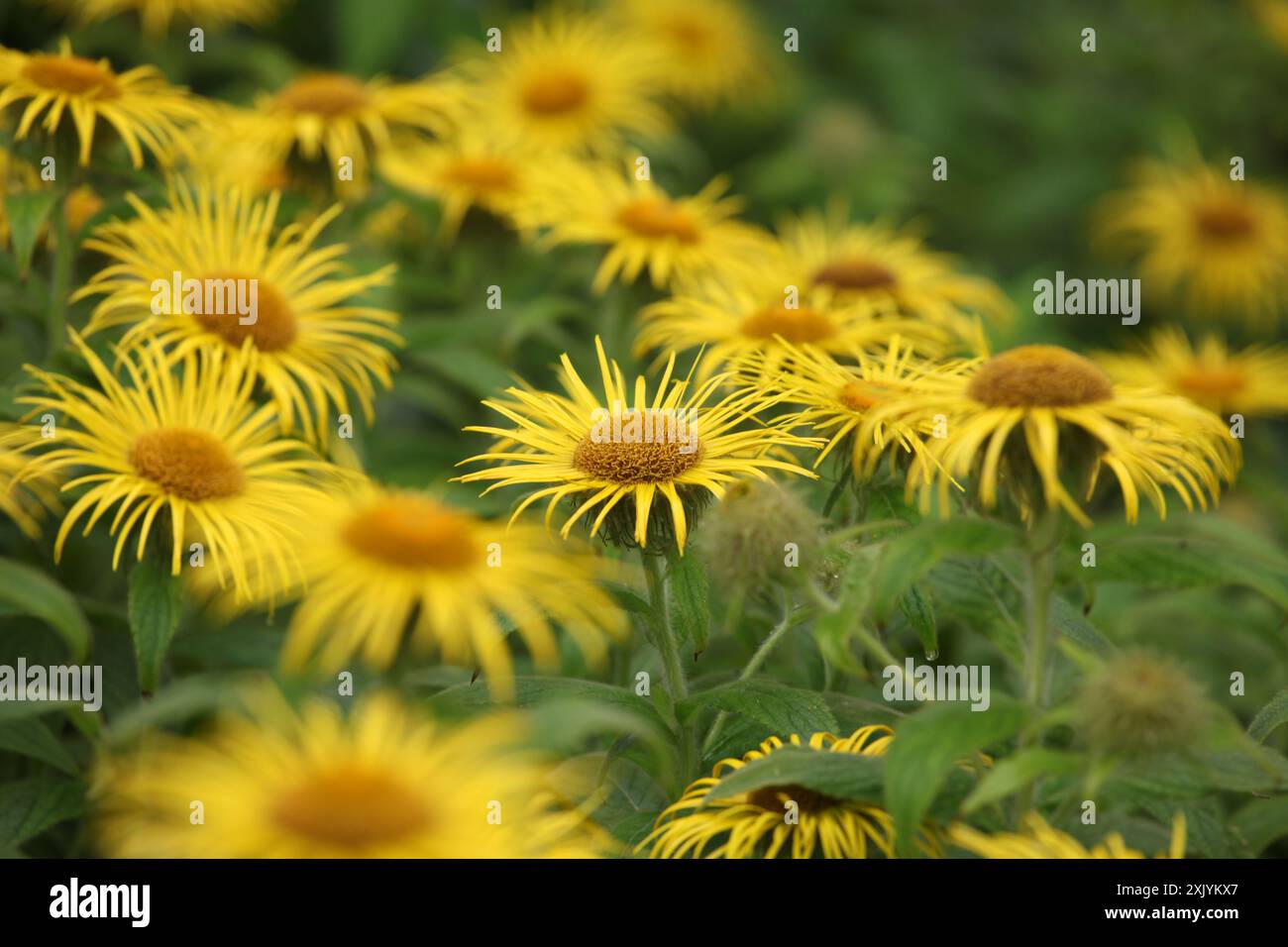 Hooker inula inula hookeri hi-res stock photography and images - Alamy
