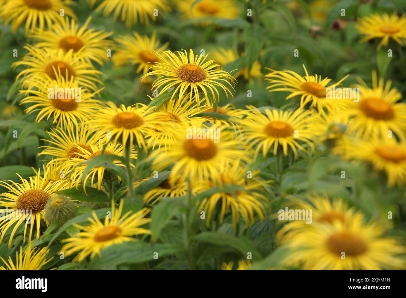 Bright yellow Inula hookeri, Hooker inula or Hooker's fleabane, in ...