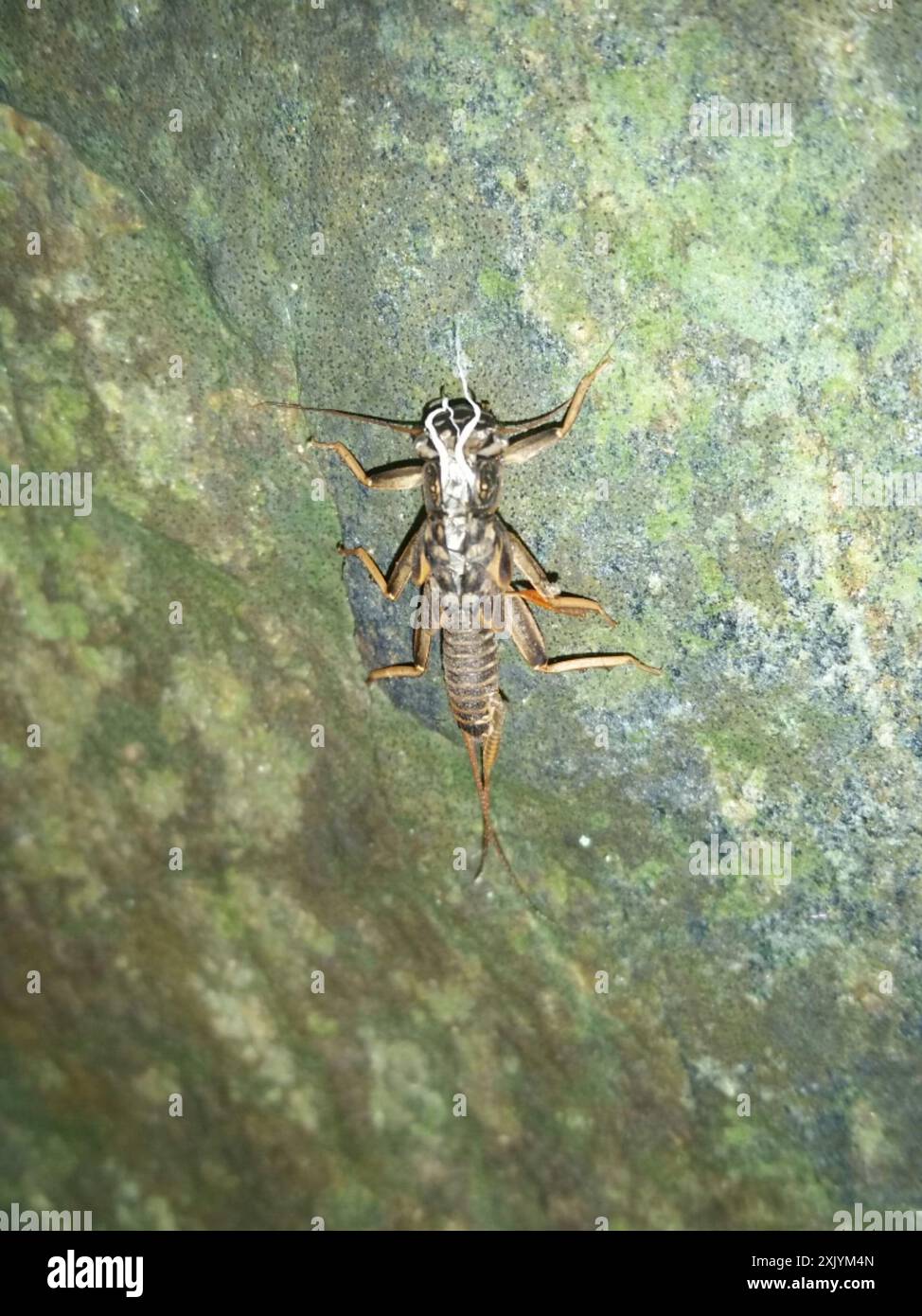 Common Stoneflies (Perlidae) Insecta Stock Photo - Alamy