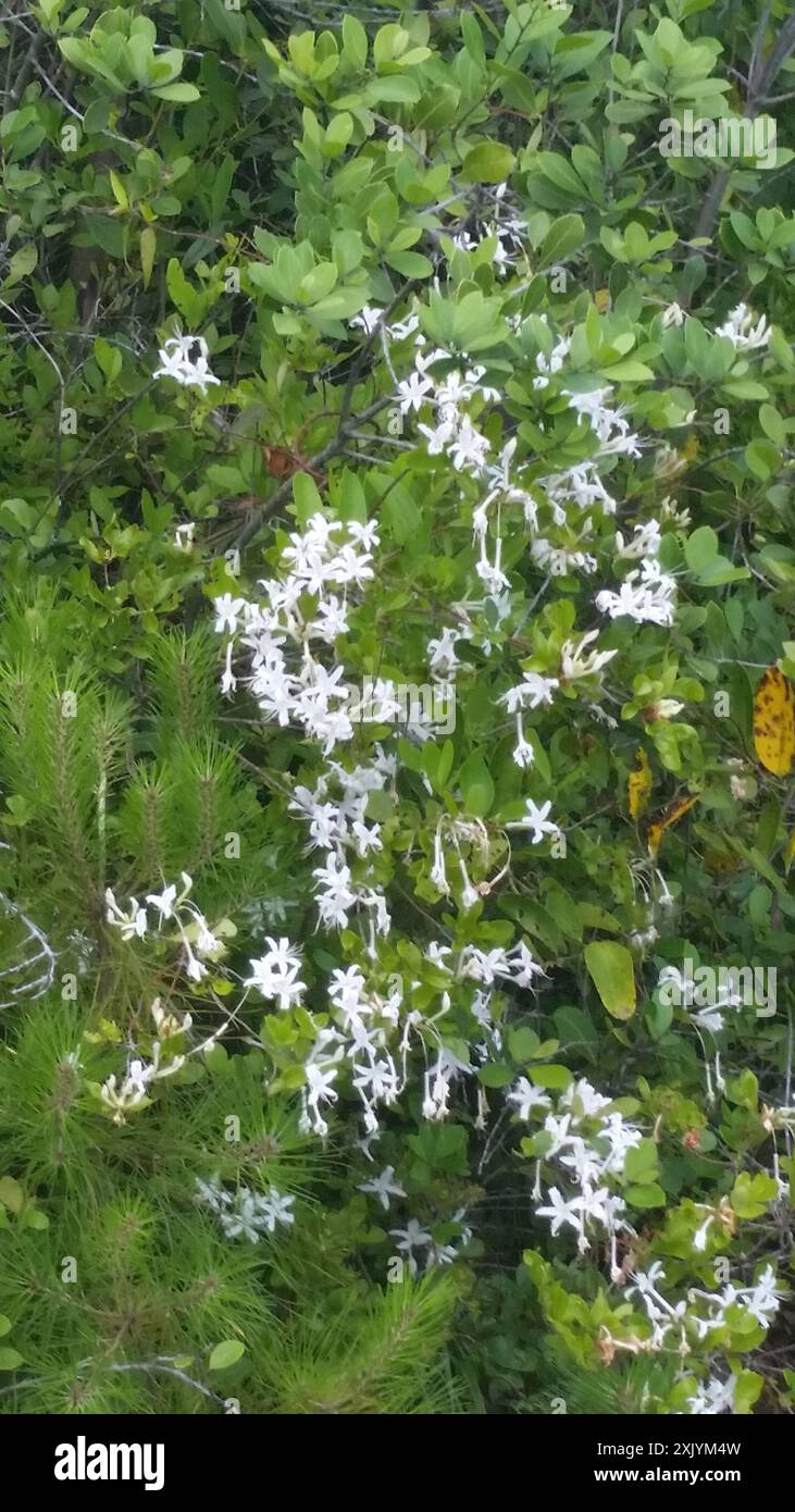 swamp azalea (Rhododendron viscosum) Plantae Stock Photo - Alamy