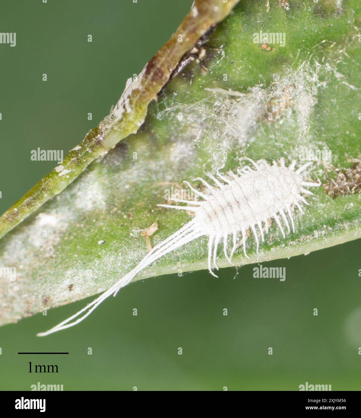 long-tailed mealybug (Pseudococcus longispinus) Insecta Stock Photo - Alamy