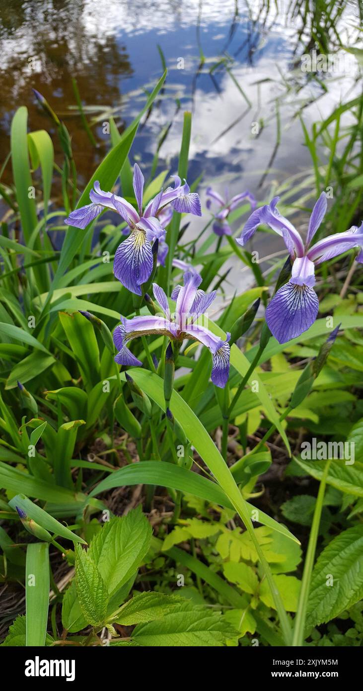 northern blue flag (Iris versicolor) Plantae Stock Photo - Alamy
