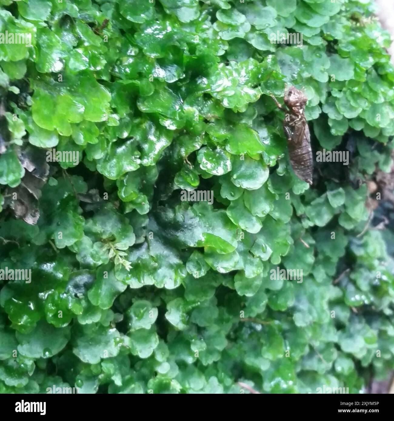 liverworts (Marchantiophyta) Plantae Stock Photo - Alamy