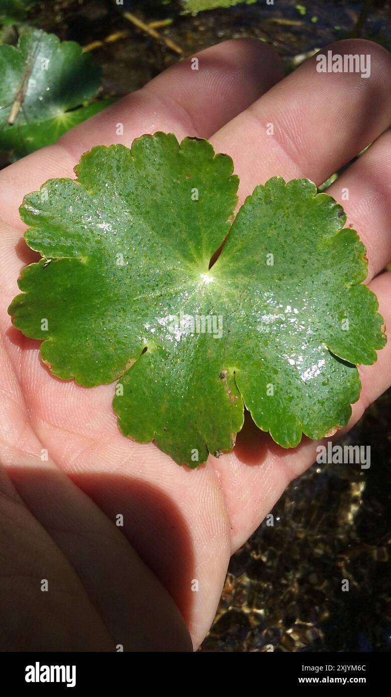 floating marsh pennywort (Hydrocotyle ranunculoides) Plantae Stock ...