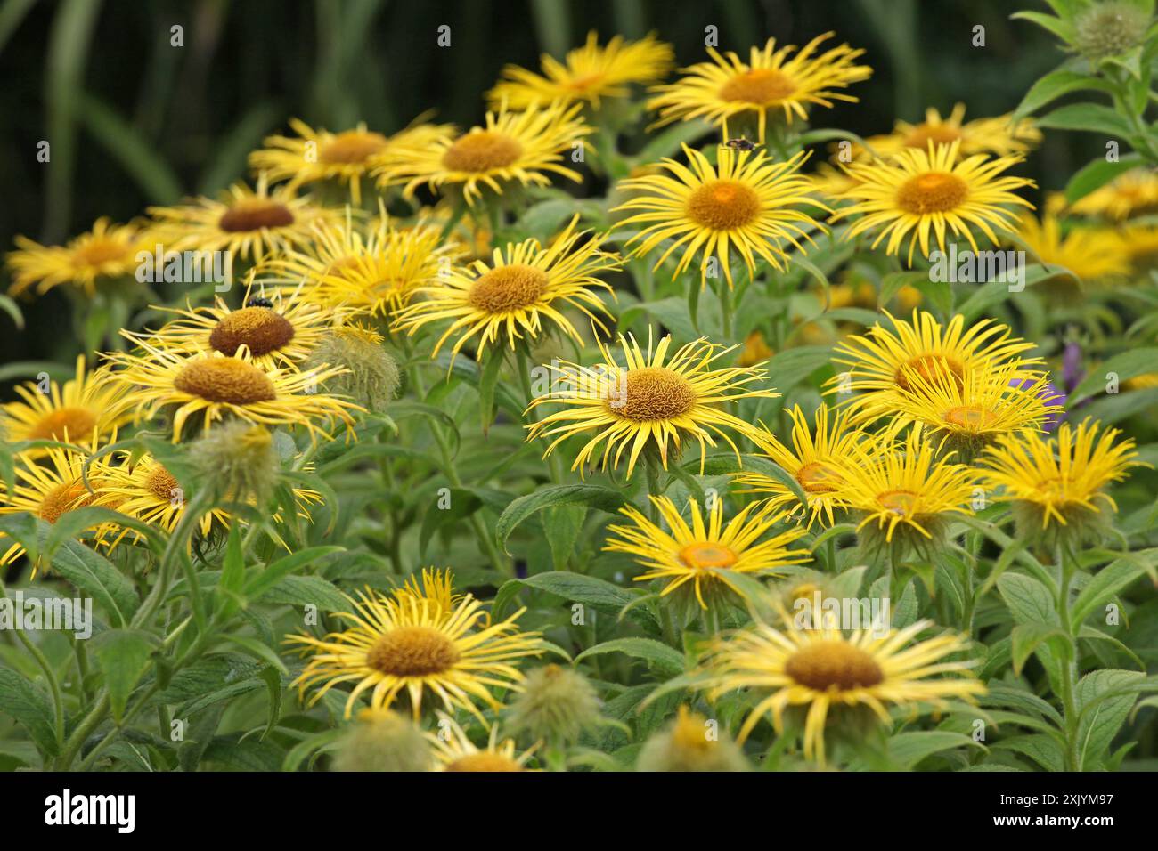Hooker inula inula hookeri hi-res stock photography and images - Alamy