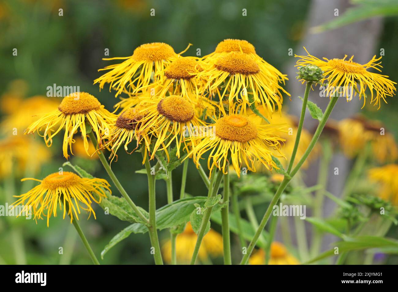 Bright yellow Telekia speciosa, also known as the heart leaved oxeye or yellow oxeye daisy in ...