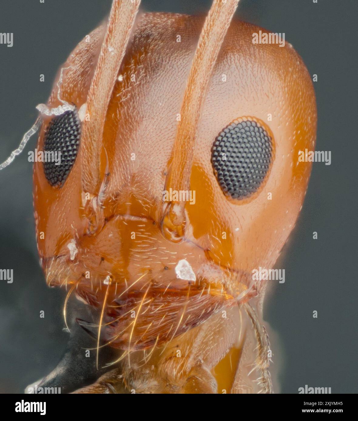 Pyramid Ants (Dorymyrmex) Insecta Stock Photo - Alamy