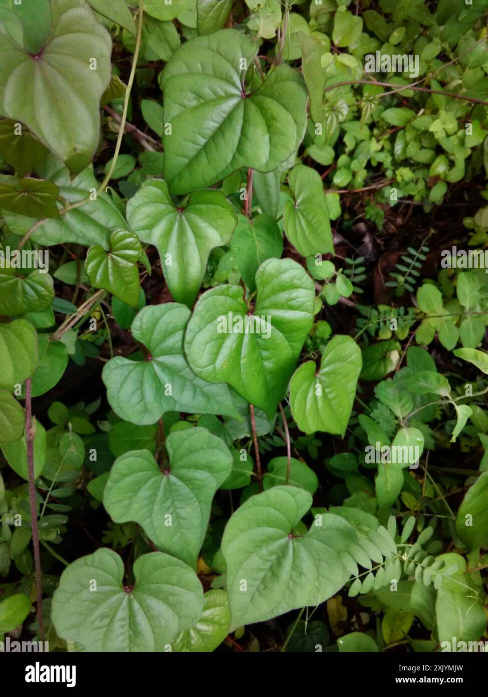 Chinese yam (Dioscorea polystachya) Plantae Stock Photo - Alamy