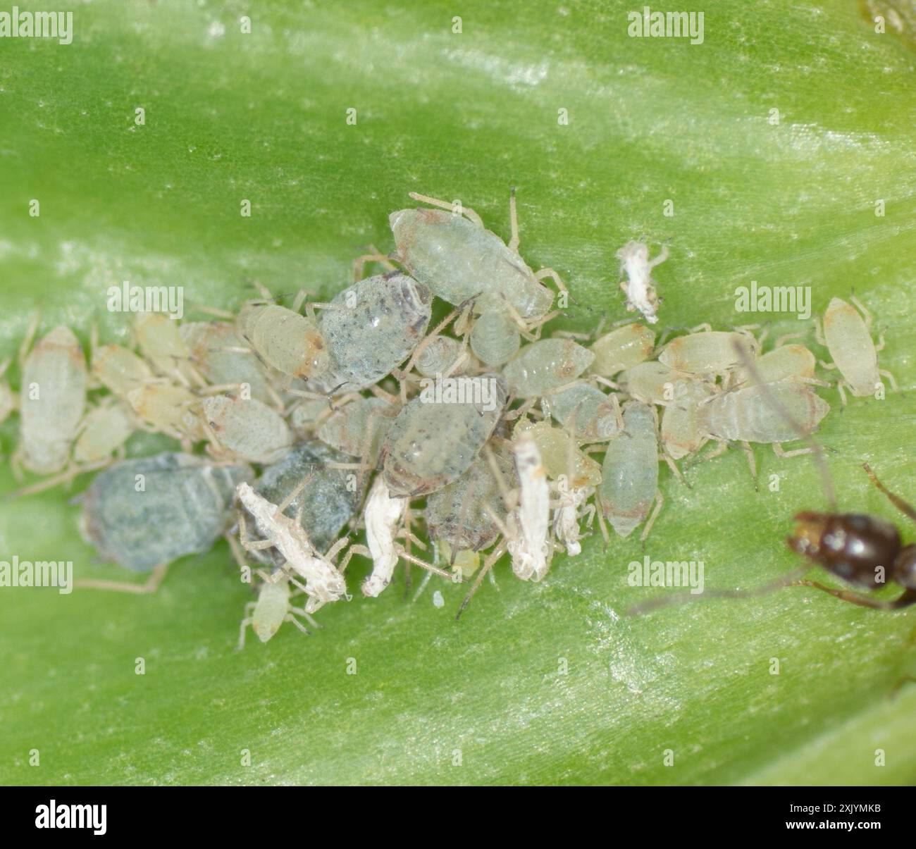 Bird Cherry-oat Aphid (Rhopalosiphum padi) Insecta Stock Photo - Alamy
