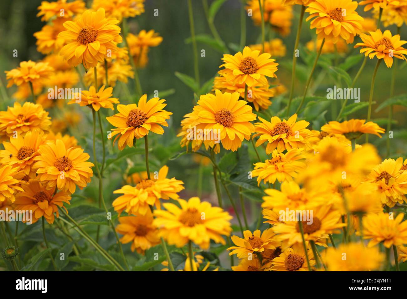 Yellow double Heliopsis helianthoides variety scabra, ‘Sommersonne’ or ...