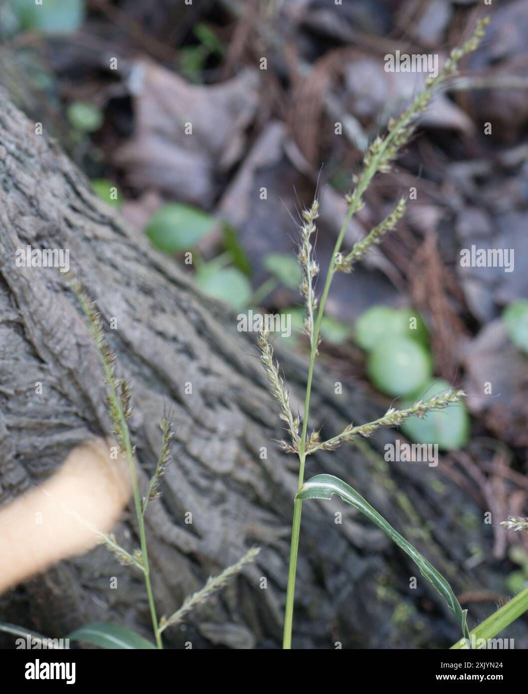 Barnyard Grasses (Echinochloa) Plantae Stock Photo - Alamy