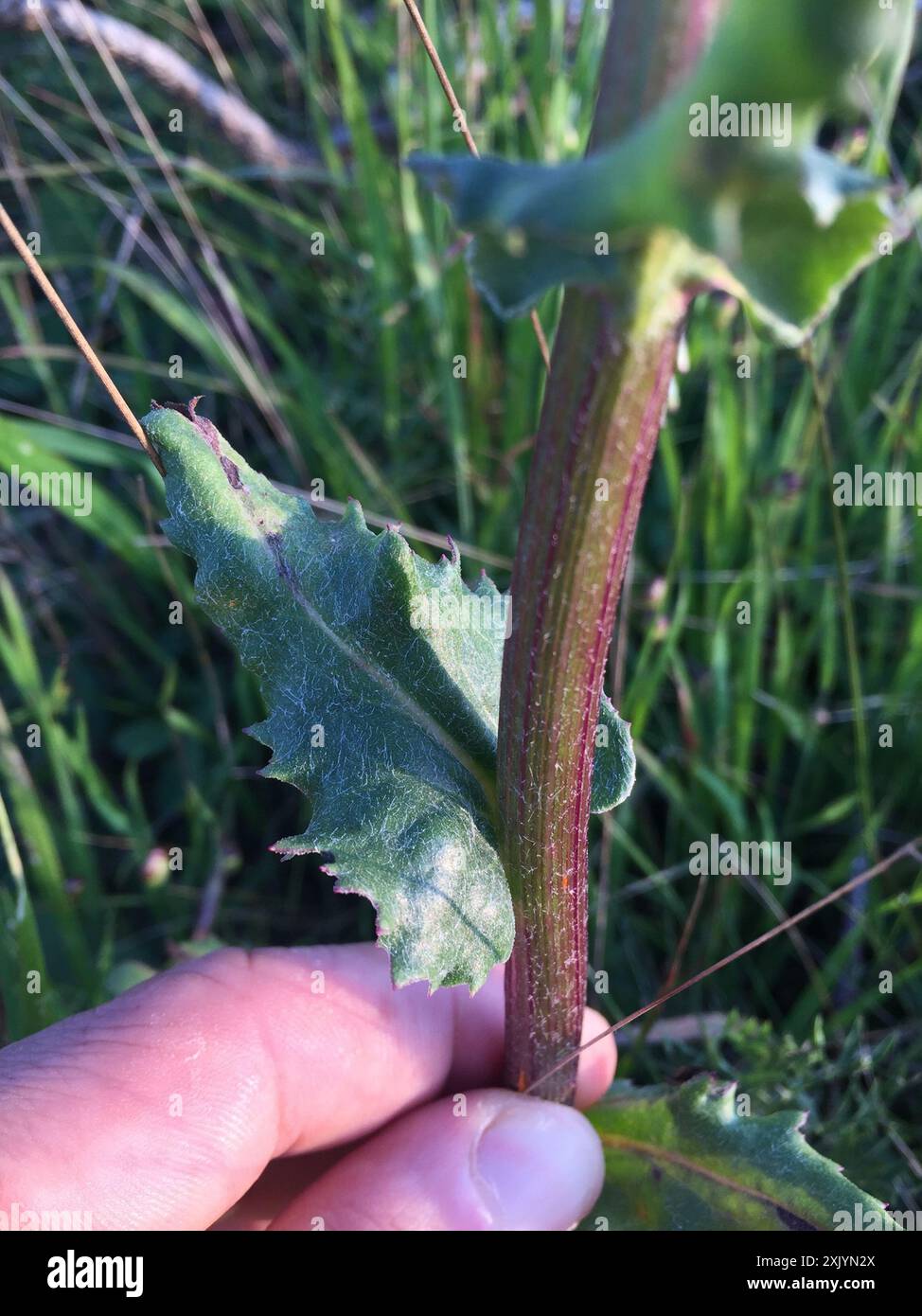 rayless ragwort (Senecio aronicoides) Plantae Stock Photo - Alamy