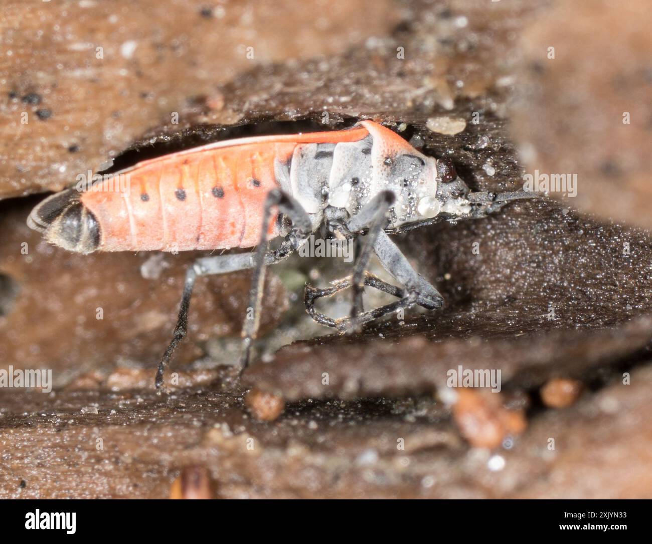 White-crossed Seed Bug (Neacoryphus bicrucis) Insecta Stock Photo - Alamy
