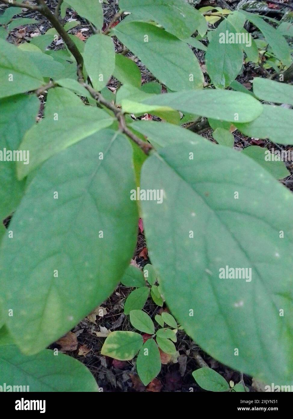 eastern leatherwood (Dirca palustris) Plantae Stock Photo - Alamy