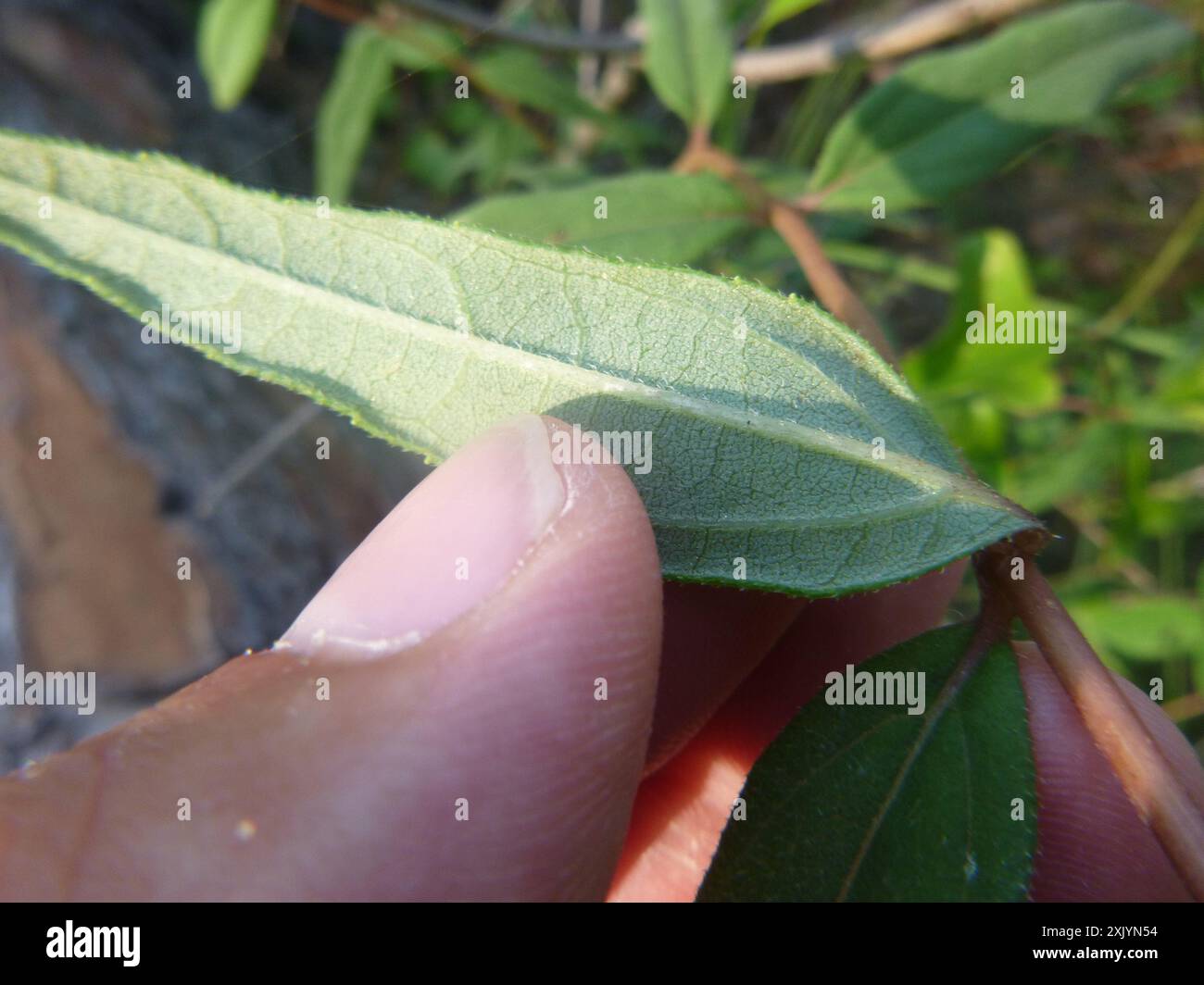 stiff-hair sunflower (Helianthus hirsutus) Plantae Stock Photo - Alamy