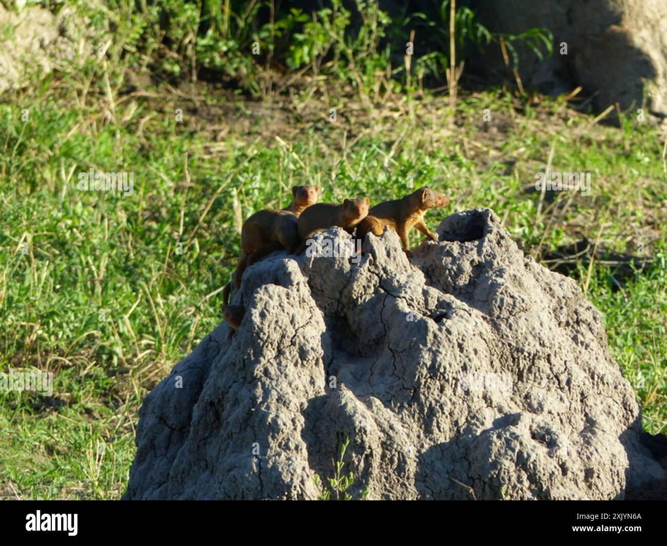 Common Dwarf Mongoose (Helogale parvula) Mammalia Stock Photo - Alamy