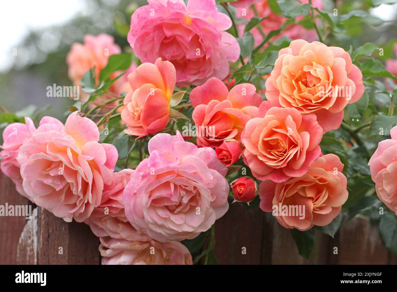 Rose peach melba hi-res stock photography and images - Alamy