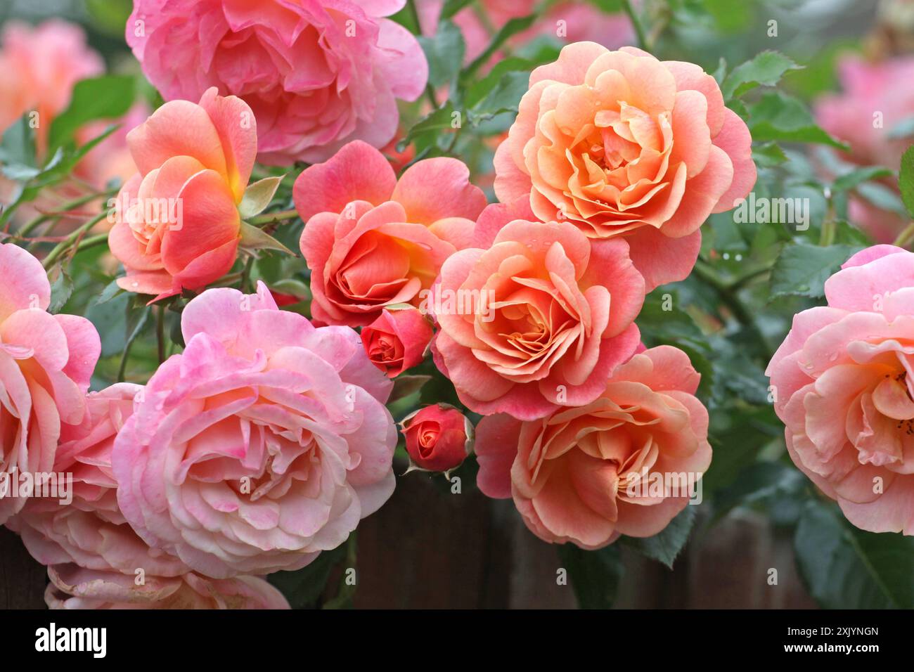 Pink climbing rose hi-res stock photography and images - Alamy