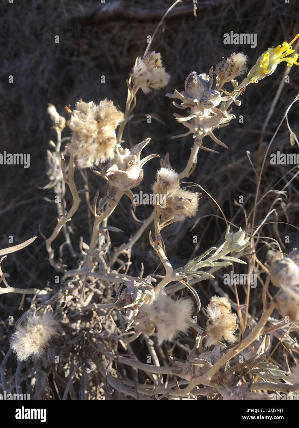 Hairy Horsebrush (Tetradymia comosa) Plantae Stock Photo - Alamy
