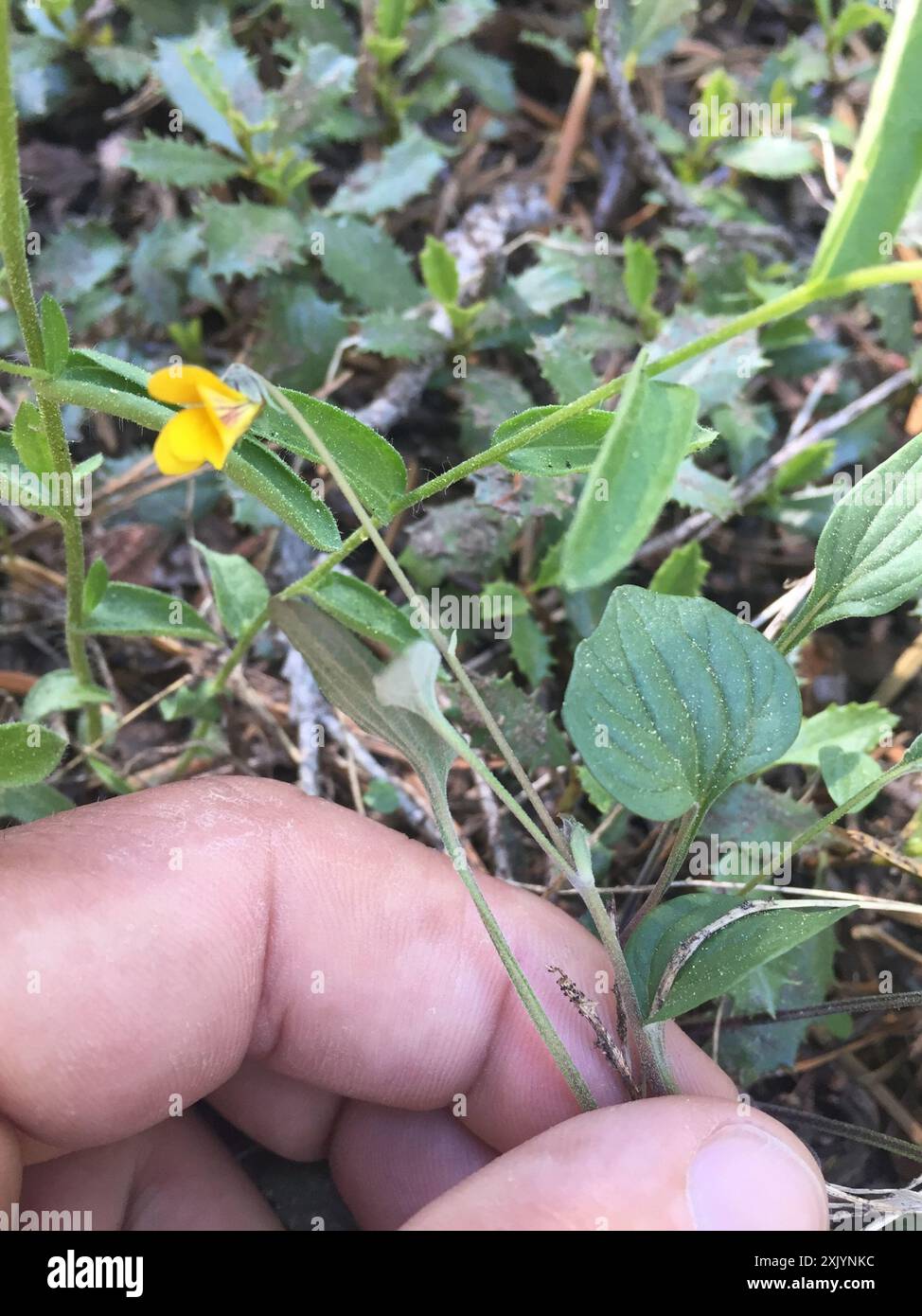 Goosefoot violet (Viola purpurea) Plantae Stock Photo - Alamy