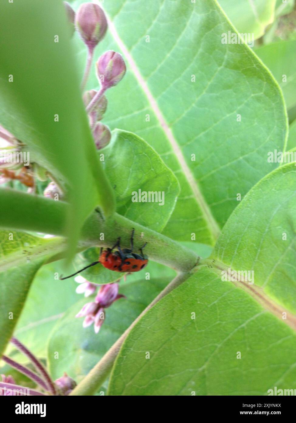 Red Milkweed Beetle (Tetraopes tetrophthalmus) Insecta Stock Photo - Alamy