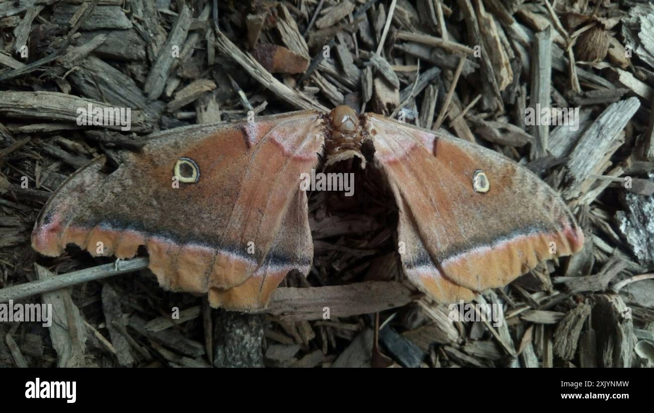 Polyphemus Moth (Antheraea polyphemus) Insecta Stock Photo - Alamy