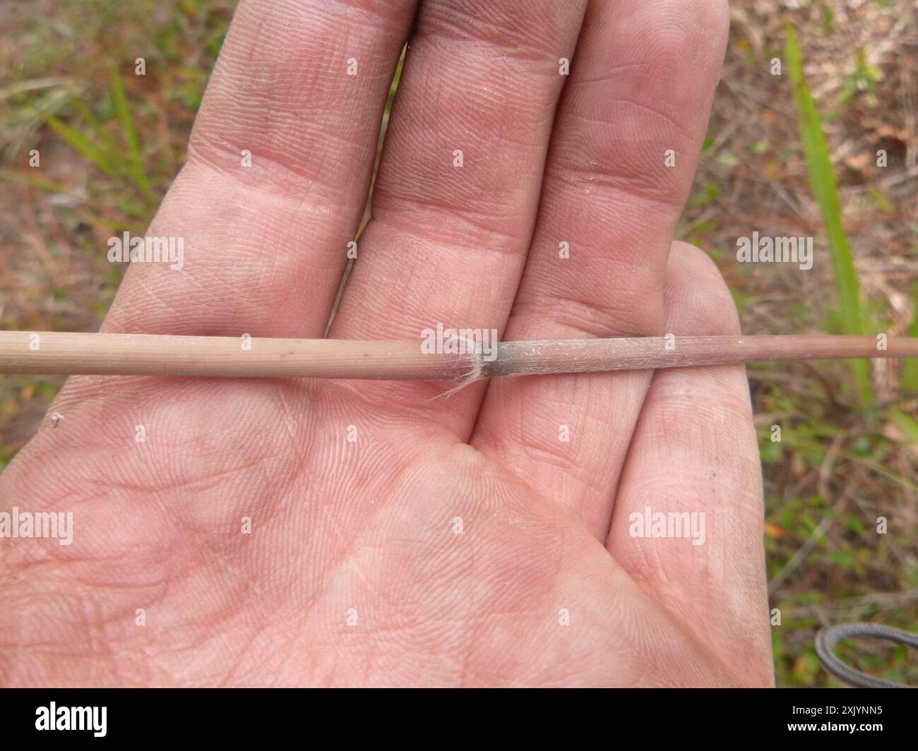 woolly beardgrass (Erianthus alopecuroides) Plantae Stock Photo - Alamy