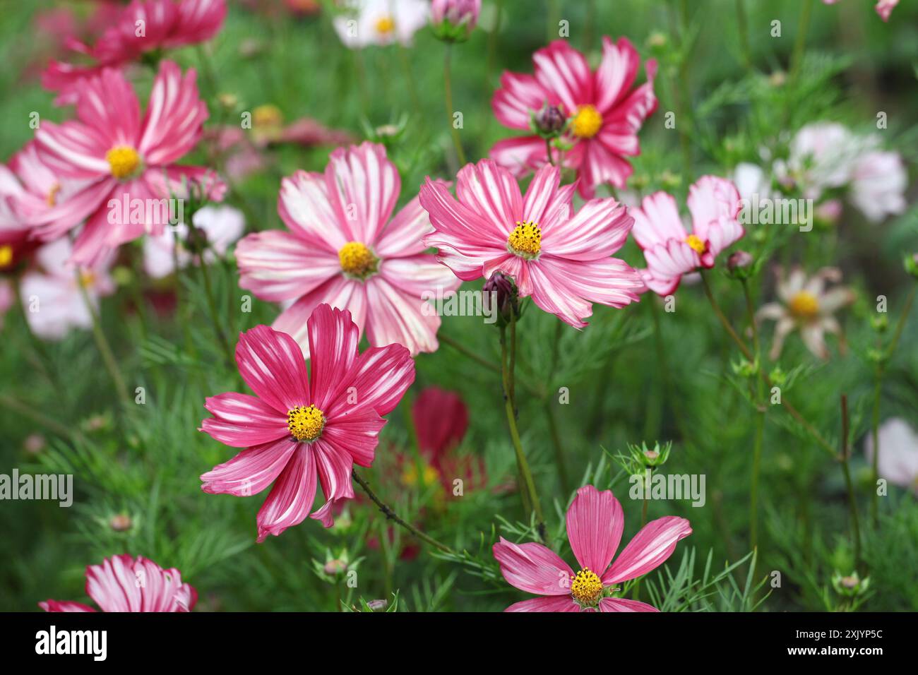 Crimson and pink with white stripes, Cosmos bipinnatus ‘Velouette’ in flower Stock Photo - Alamy