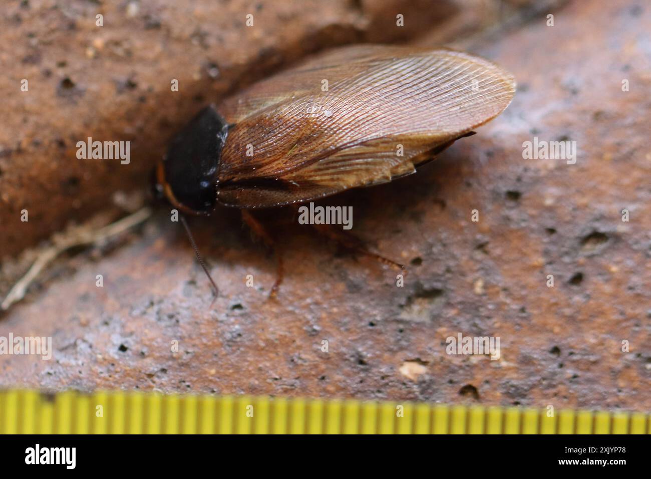 Surinam Cockroach (Pycnoscelus surinamensis) Insecta Stock Photo - Alamy