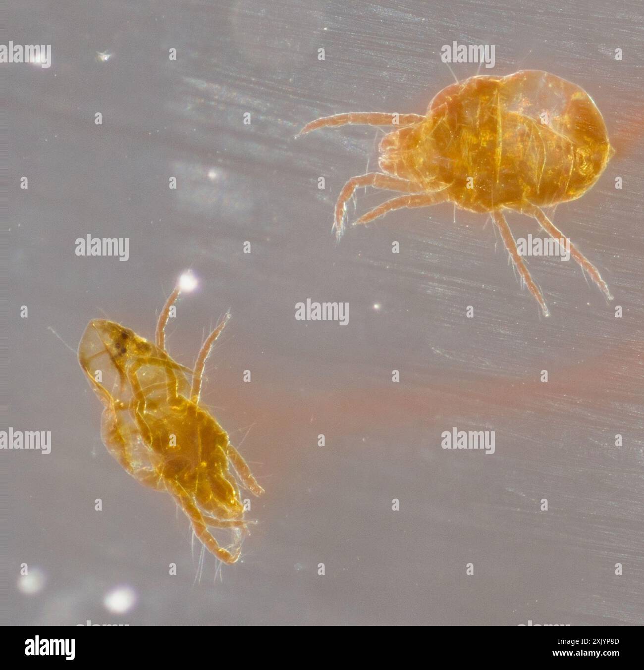 Spider Mites (Tetranychidae) Arachnida Stock Photo - Alamy
