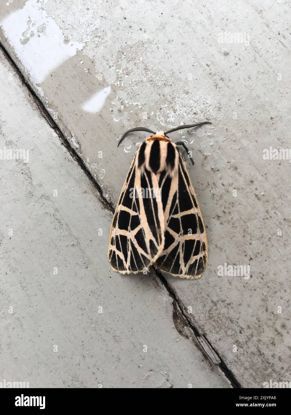 Parthenice Tiger Moth (Apantesis parthenice) Insecta Stock Photo - Alamy