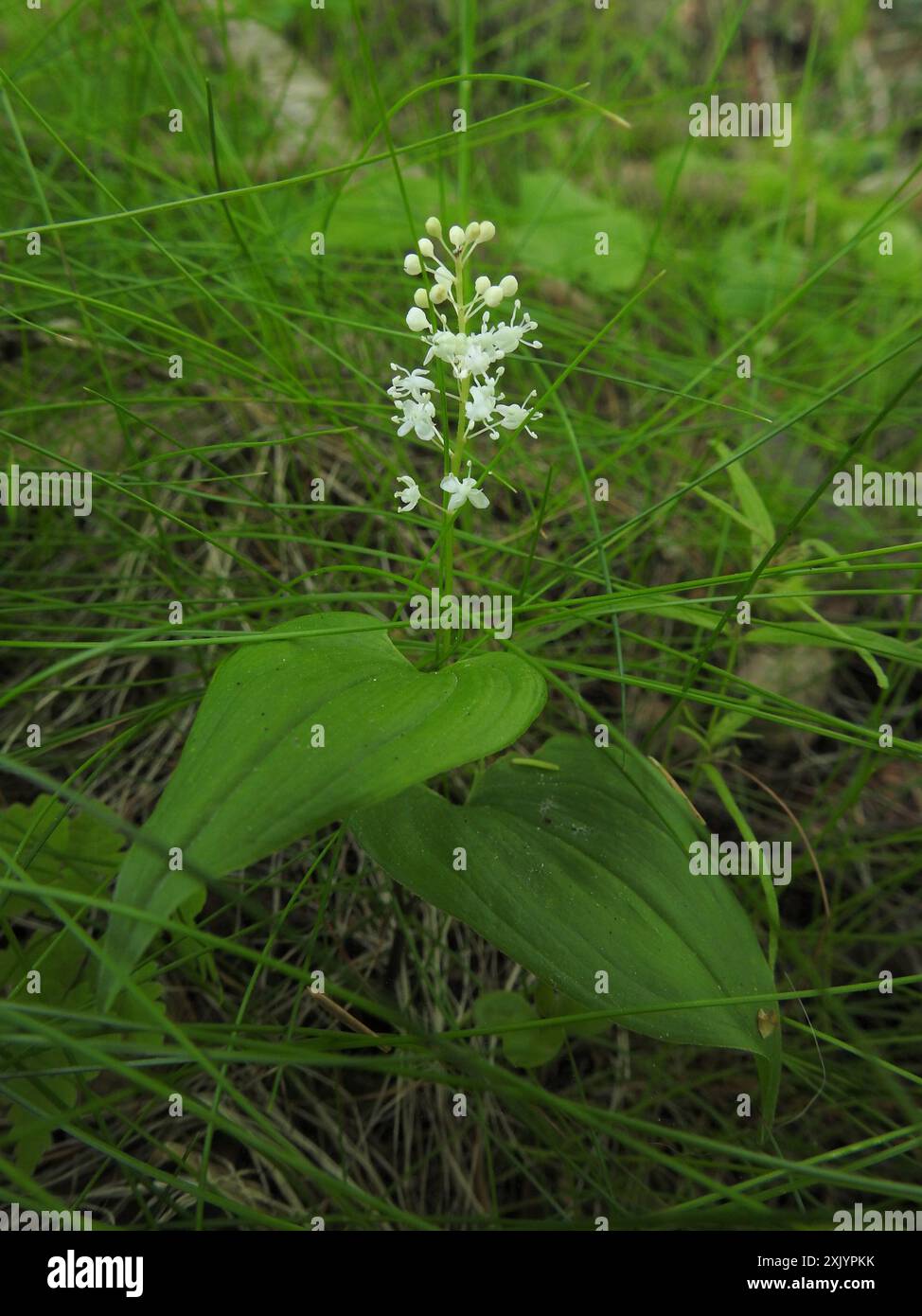 May Lily (Maianthemum bifolium) Plantae Stock Photo - Alamy