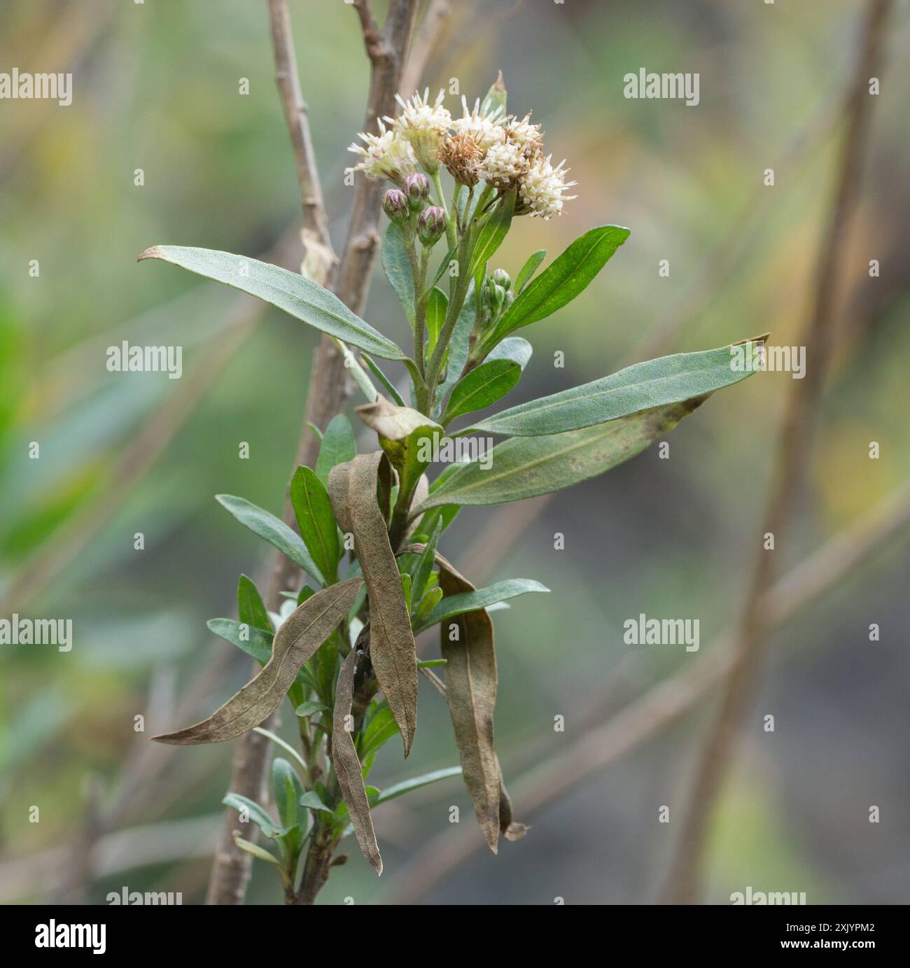 mule fat (Baccharis salicifolia) Plantae Stock Photo - Alamy