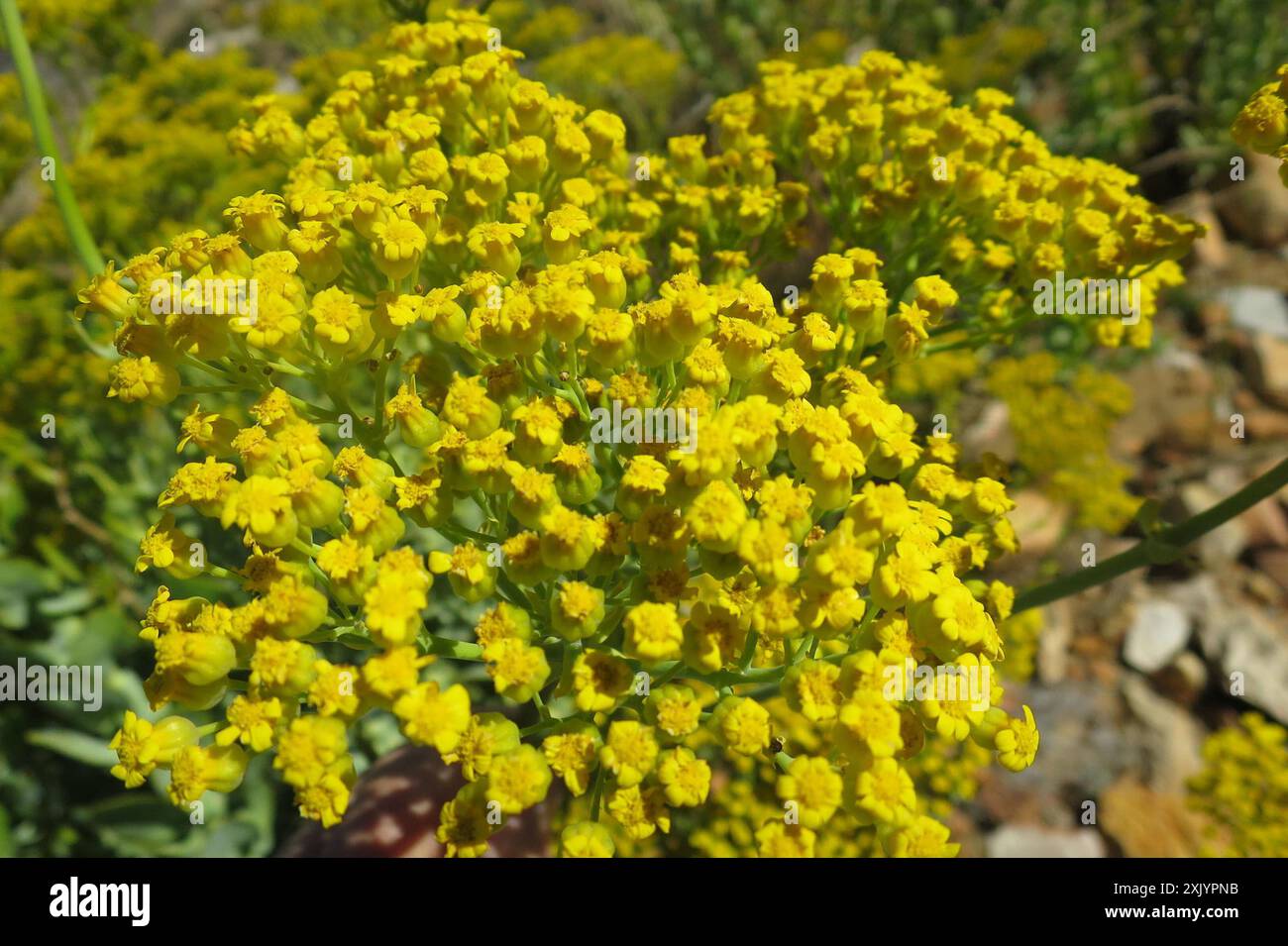 Poorflower Babooncabbage (Othonna parviflora) Plantae Stock Photo - Alamy