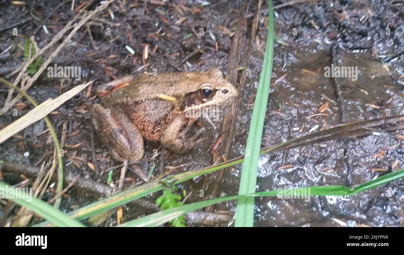 Northern Red-legged Frog (Rana aurora) Amphibia Stock Photo - Alamy