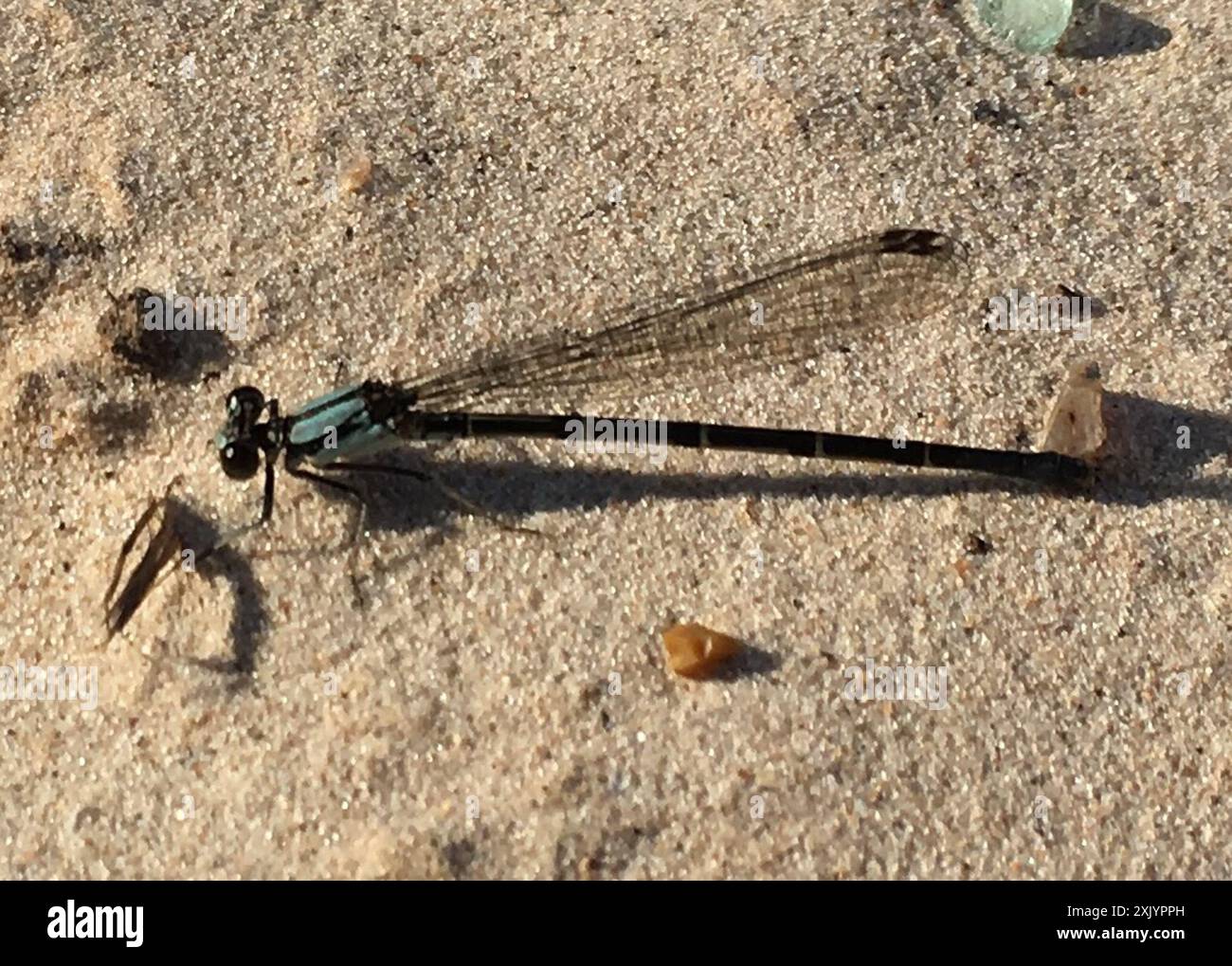 Blue-tipped Dancer (Argia tibialis) Insecta Stock Photo - Alamy