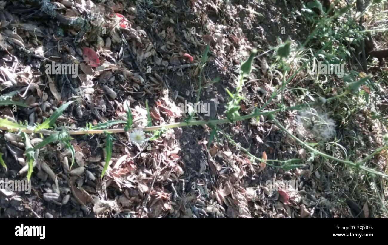 California chicory (Rafinesquia californica) Plantae Stock Photo - Alamy