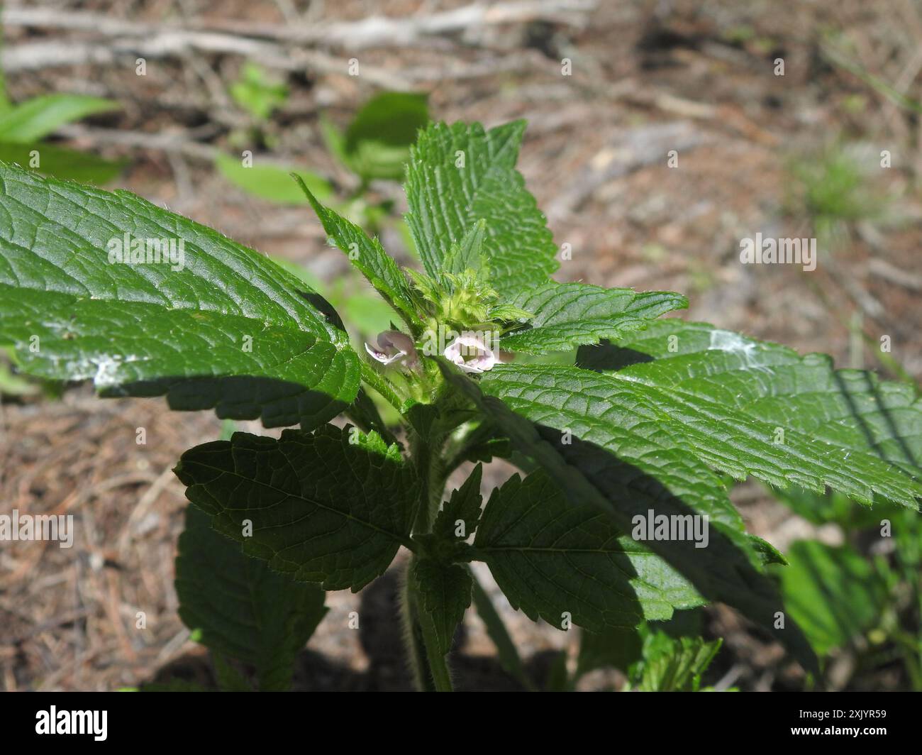 Common hemp-nettle (Galeopsis tetrahit) Plantae Stock Photo - Alamy