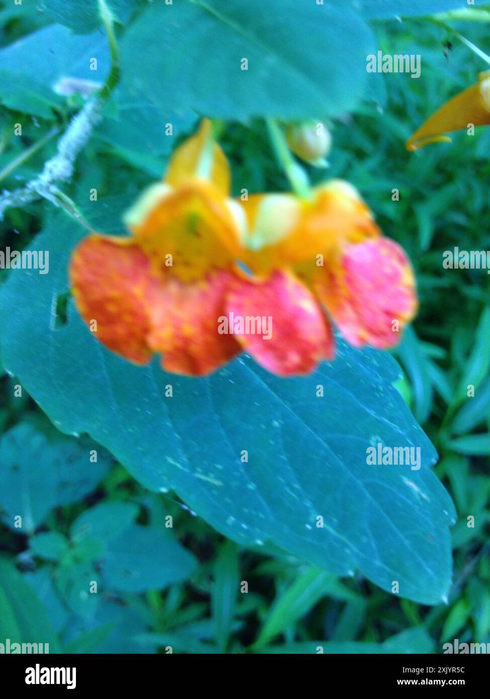common jewelweed (Impatiens capensis) Plantae Stock Photo - Alamy