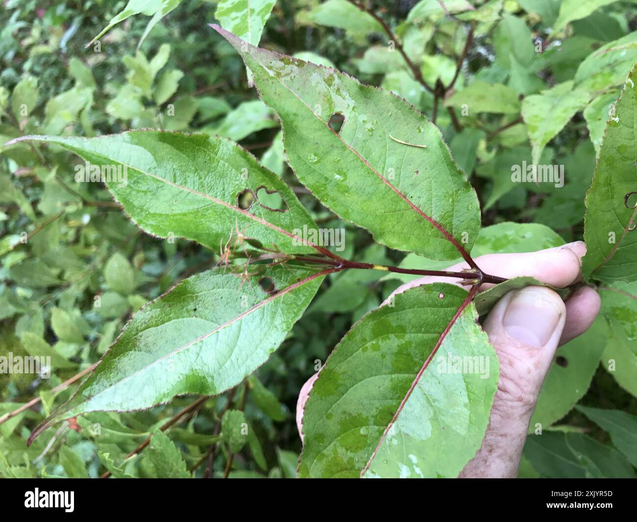 northern bush honeysuckle (Diervilla lonicera) Plantae Stock Photo - Alamy