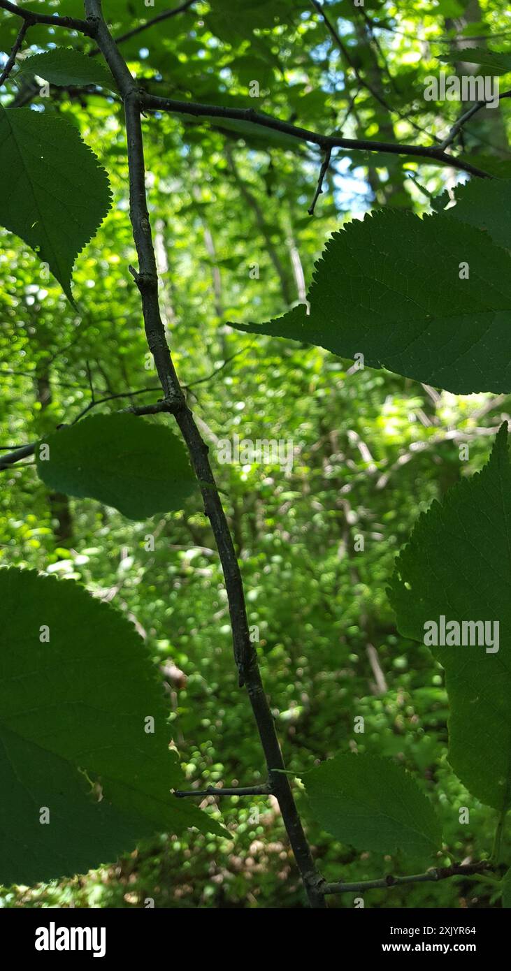 Canada plum (Prunus nigra) Plantae Stock Photo - Alamy