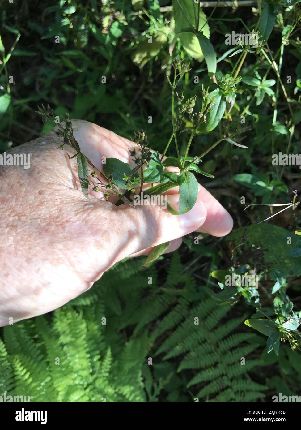 Summer Bluet (Houstonia purpurea purpurea) Plantae Stock Photo - Alamy
