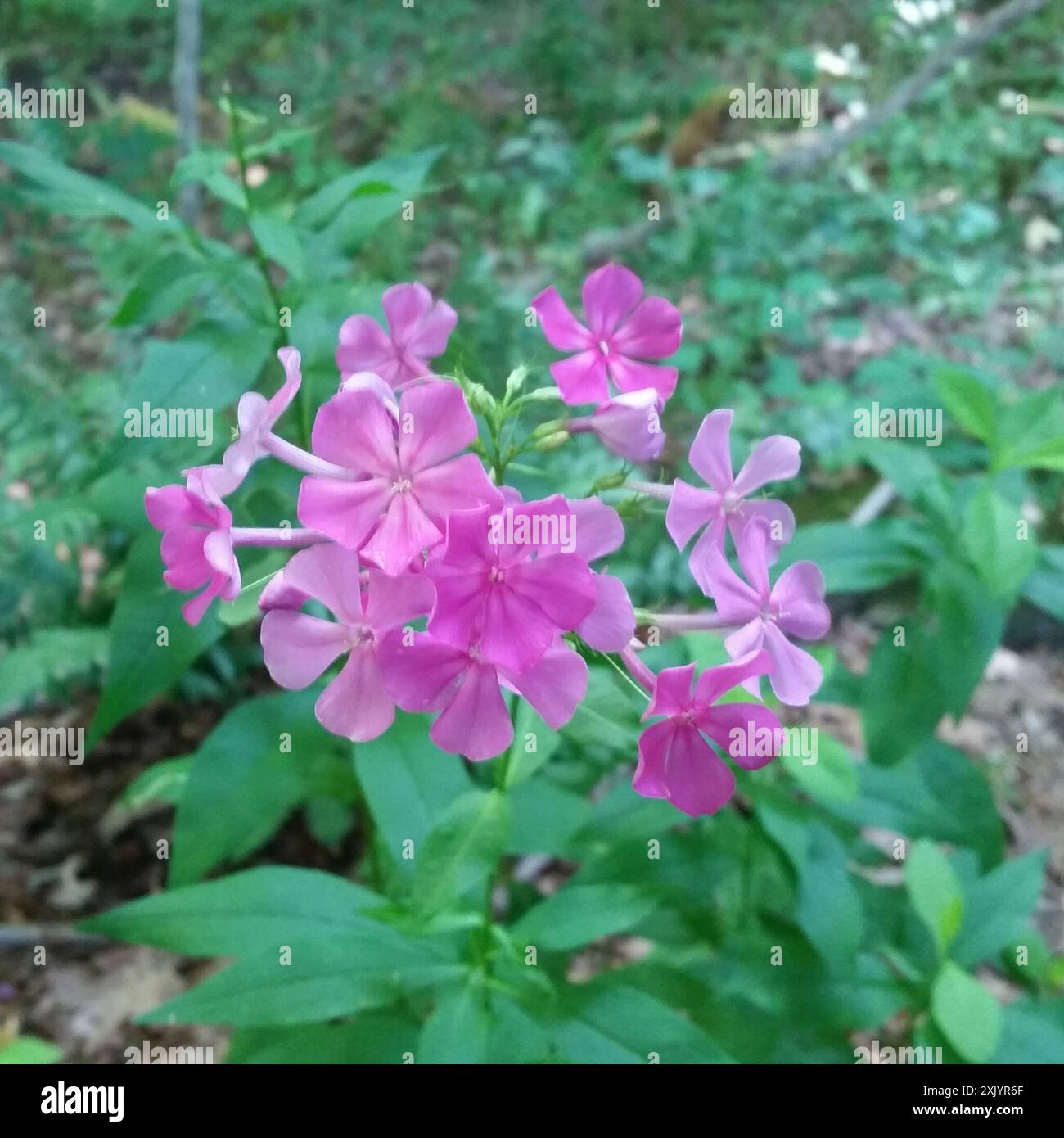 fall phlox (Phlox paniculata) Plantae Stock Photo - Alamy