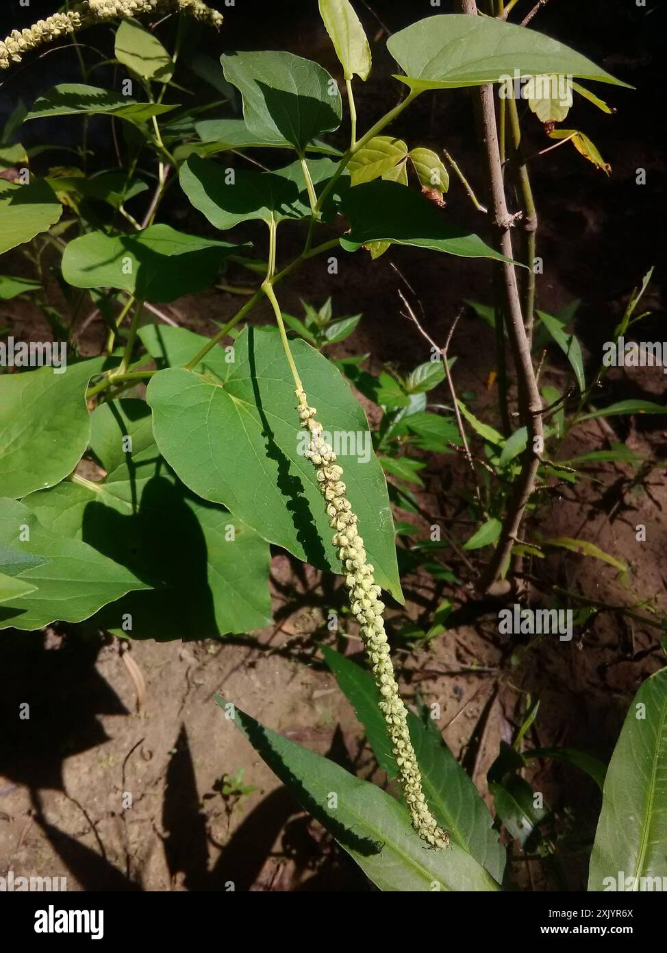 lizard's tail (Saururus cernuus) Plantae Stock Photo - Alamy