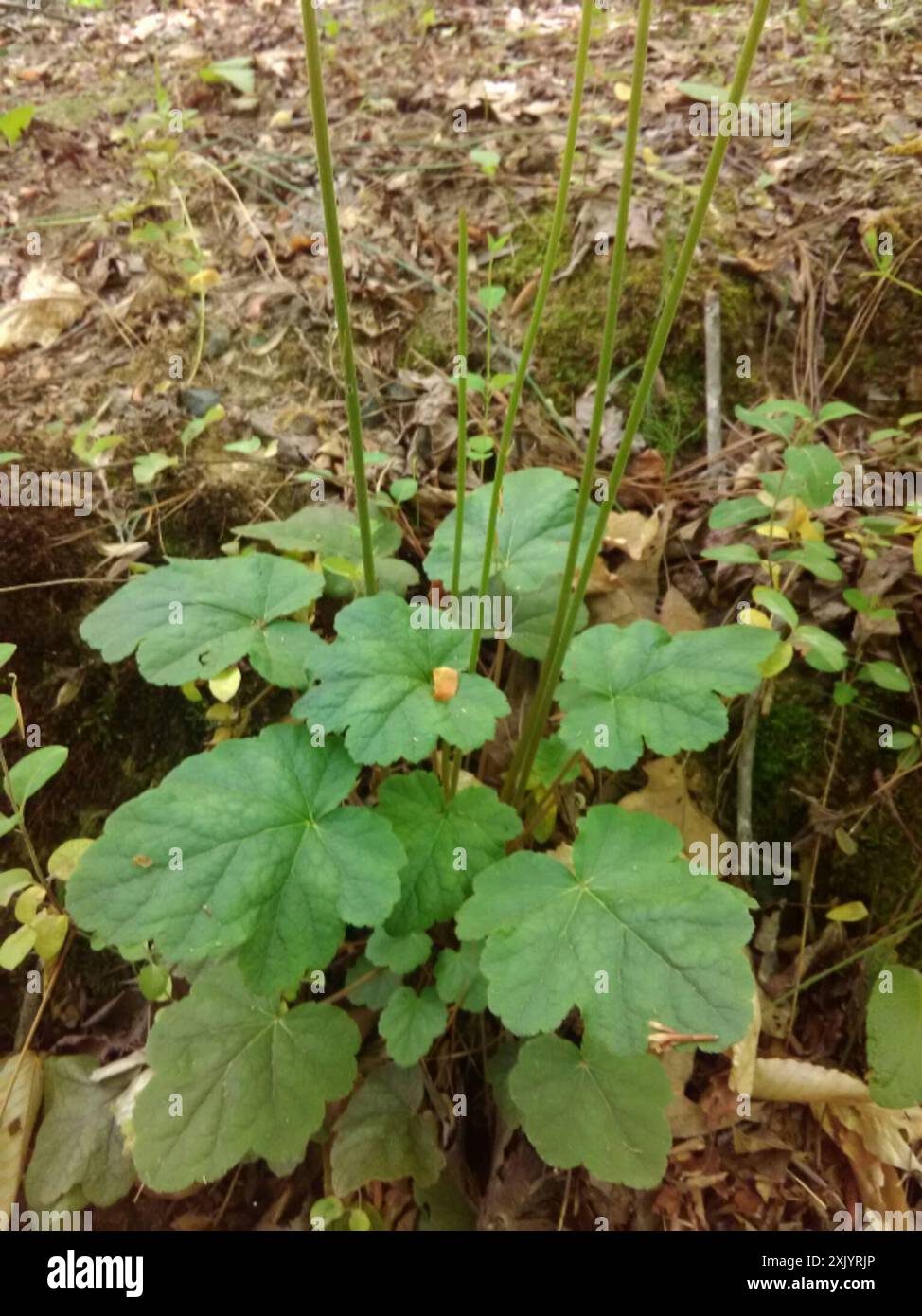 American alumroot (Heuchera americana) Plantae Stock Photo - Alamy