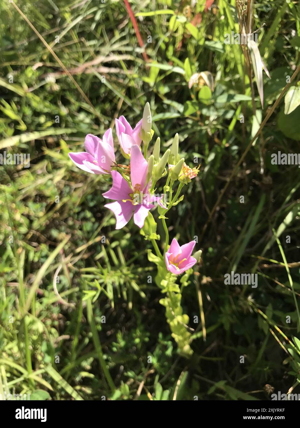 Rosepink (Sabatia angularis) Plantae Stock Photo - Alamy